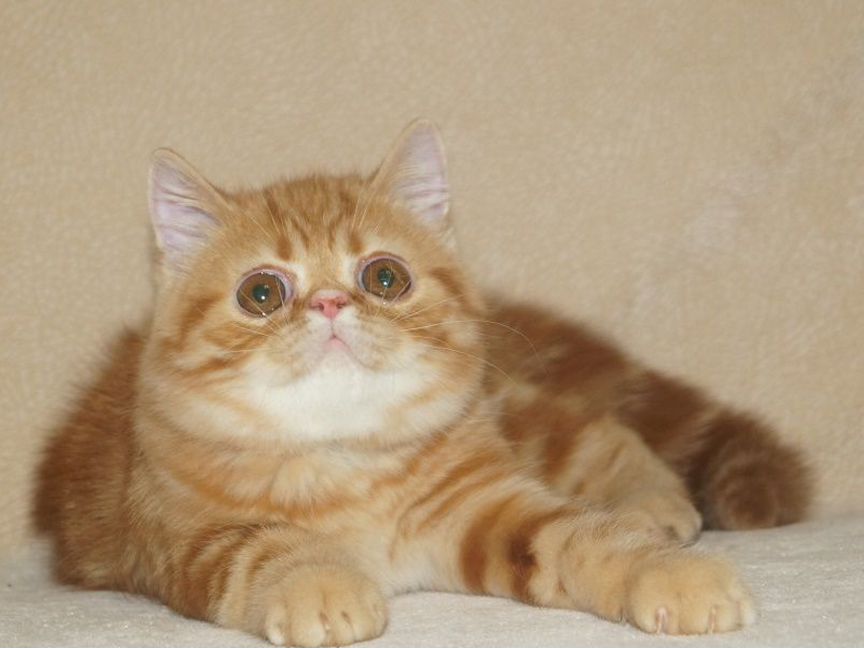 Котик Бинго