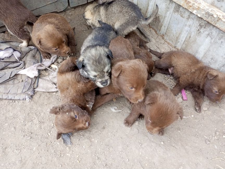 Щенки Лабрадора