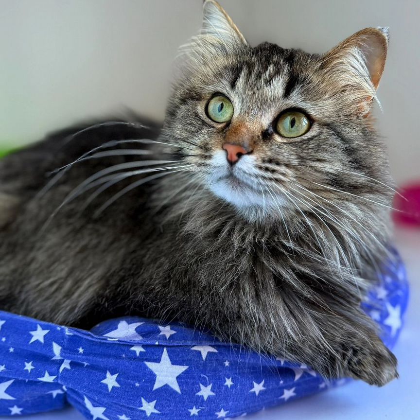 Знакомьтесь, Пончик - антистрессокот