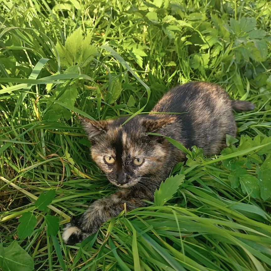 Кошечка трёх цветная, черепашковая