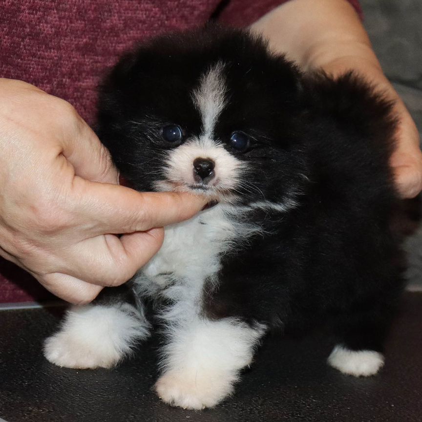 Померанский шпиц, щенок