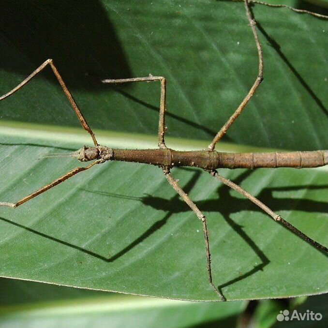 Палочники аннамские, разные размеры