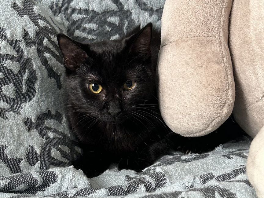 Котёнок Зита