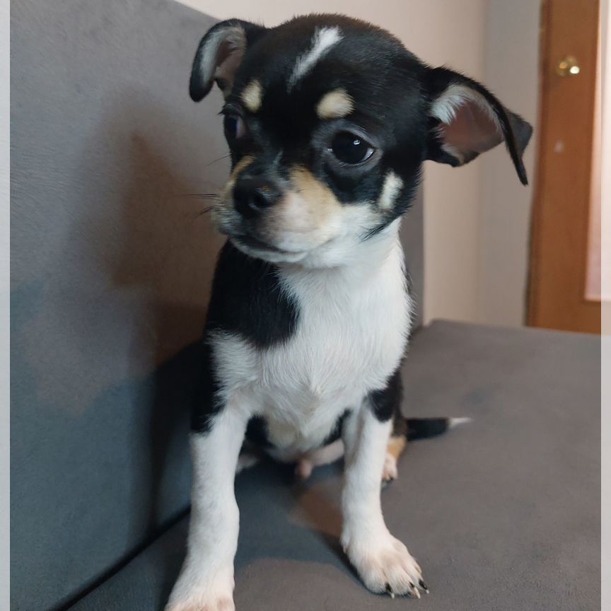 Продать щенков чихуахуа