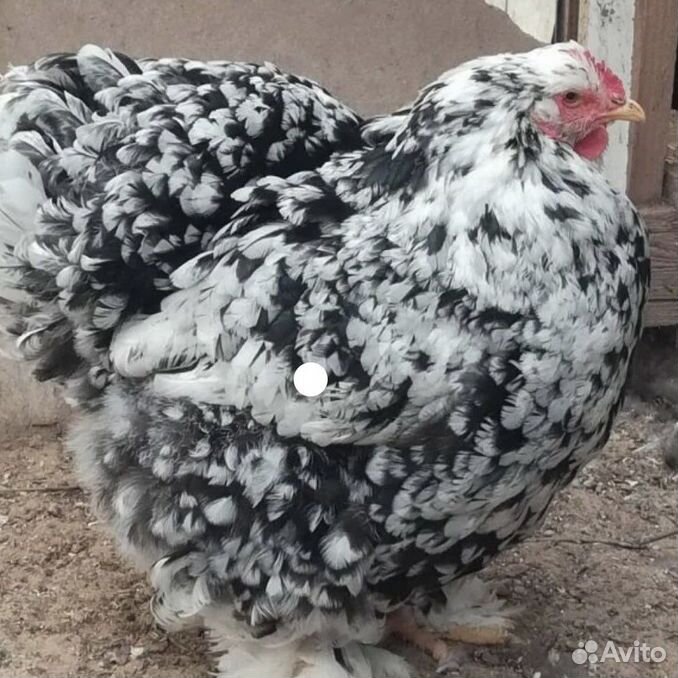 Голуби и карликовые курочки