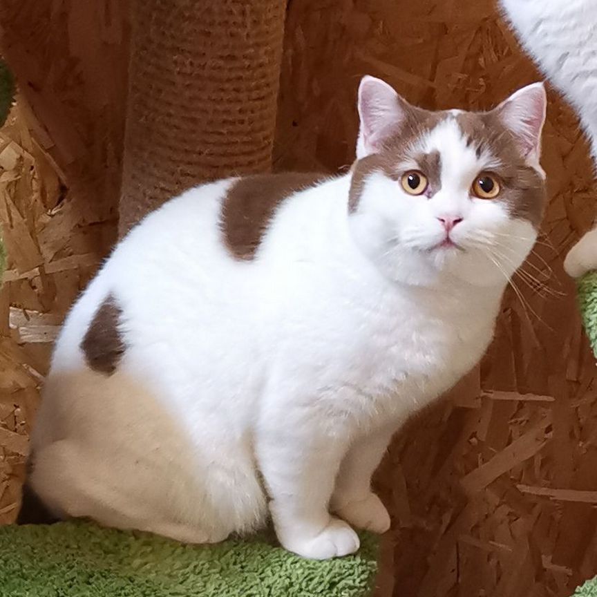 Цинамоновый арлекин