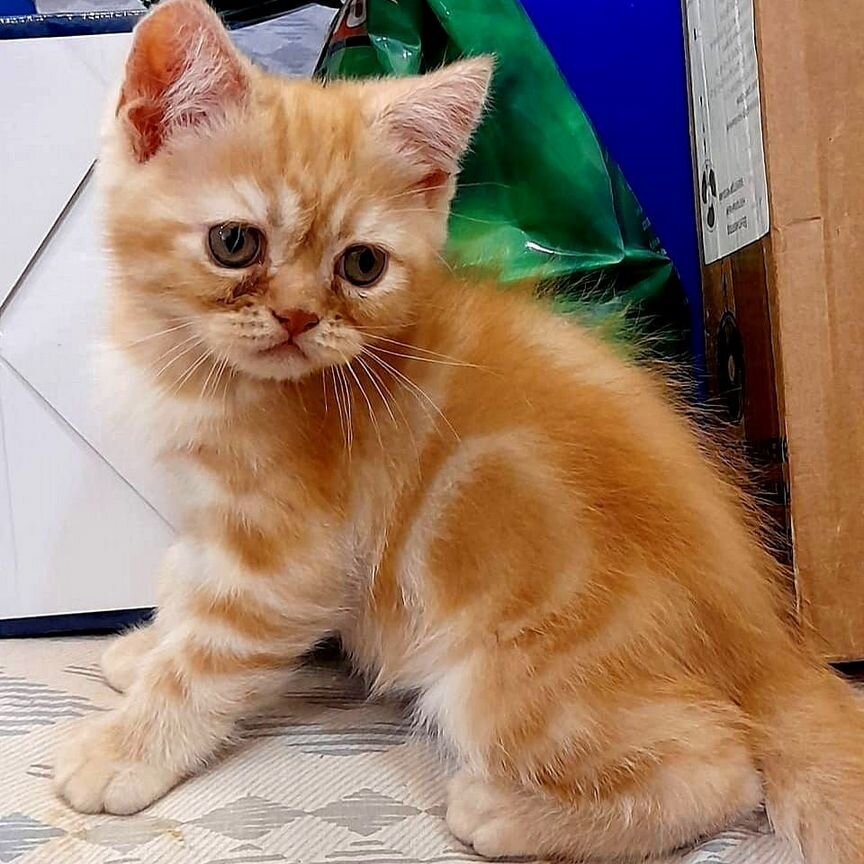 Шотландский мальчик