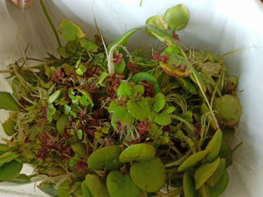 Прополка лимнобиума и ряски