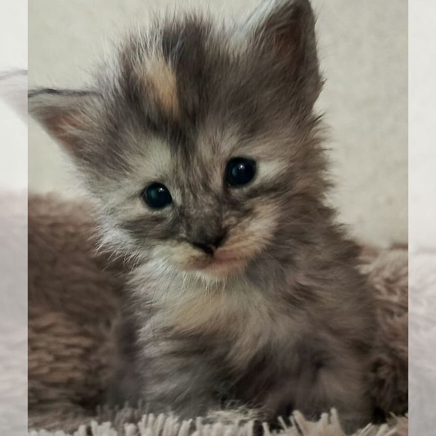 Мейн-кун котёнок