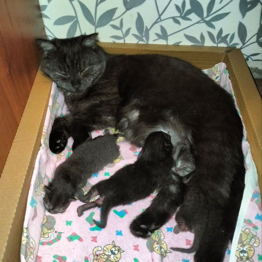 Домашние животные котята бесплатно