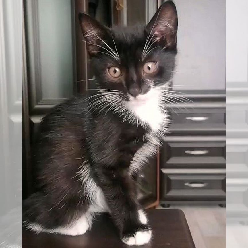 Котенок