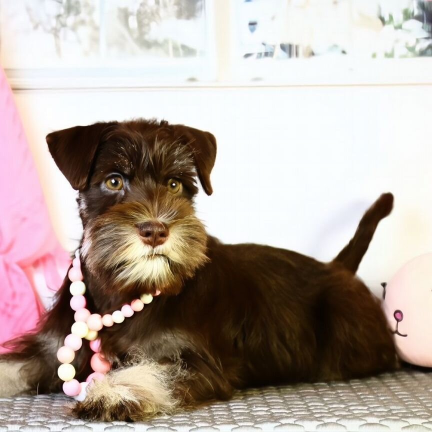 Цвергшнауцер, щенок