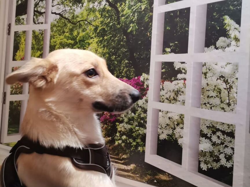 Собака в добрые руки