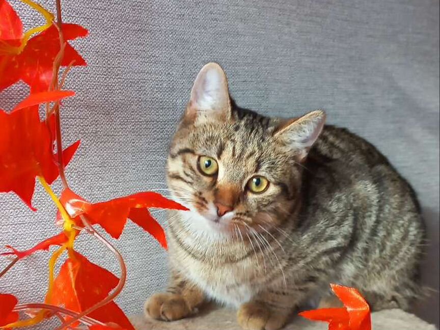 Кот, котёнок Тигруля