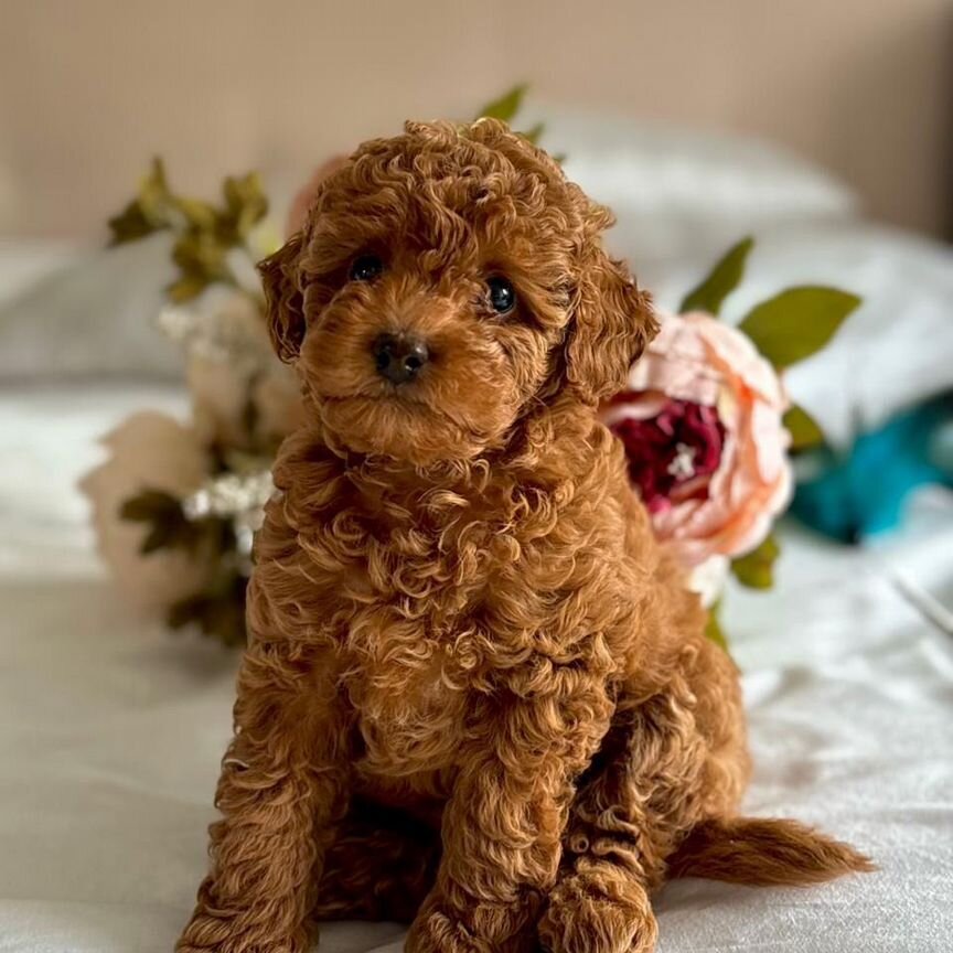 Той-пудель, щенок