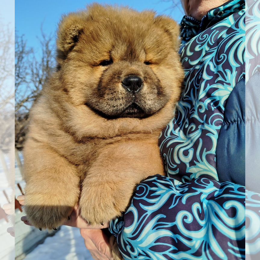 Чау-чау, щенок