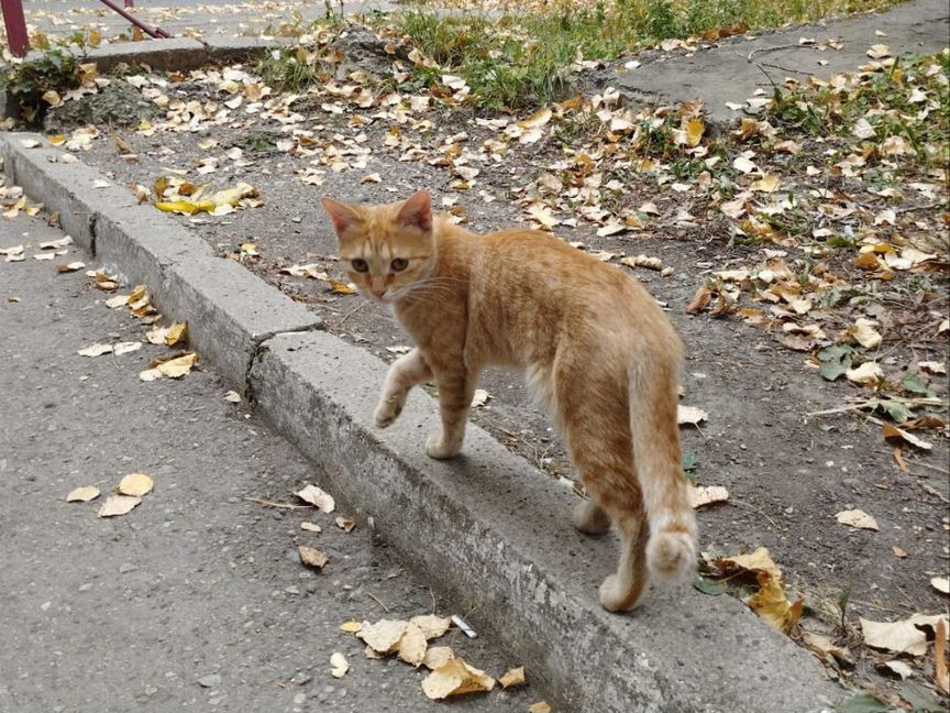 Кошка