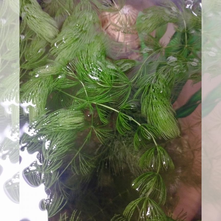 Аквариумные растения