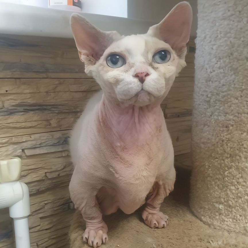 Бамбино, взрослая кошка