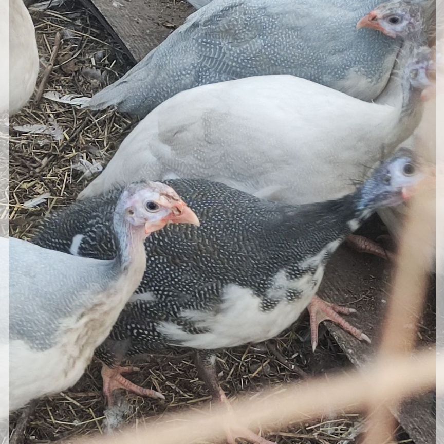 Куры цесарки