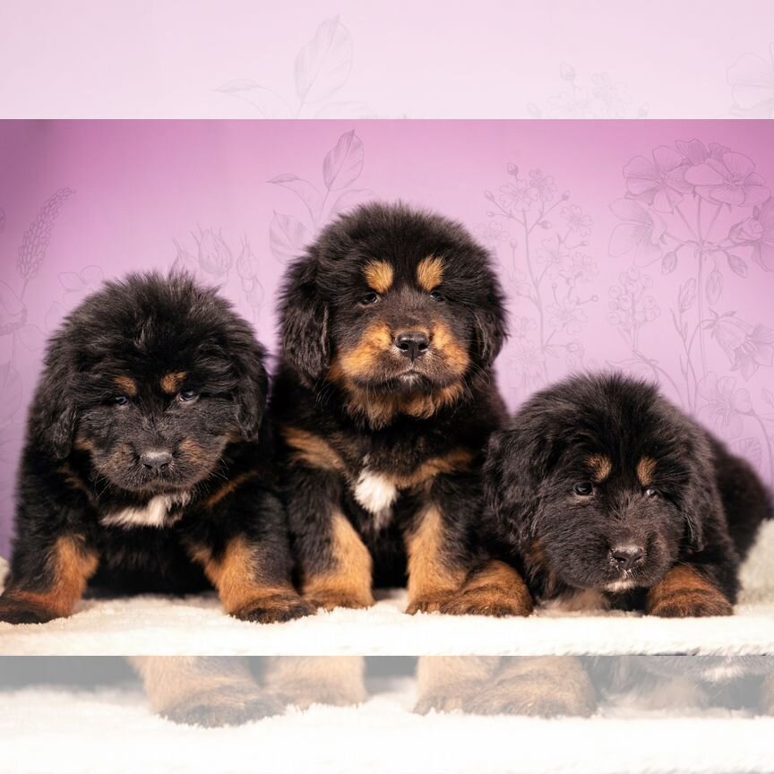 Тибетский мастиф, щенок