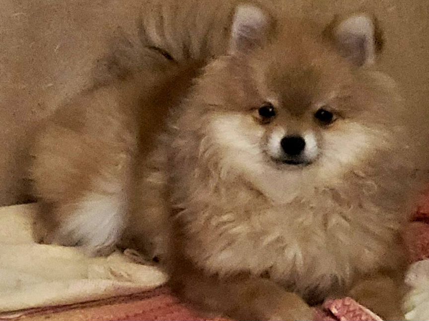 Щенки немецкого шпица