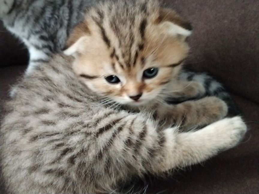 Шотландские котята