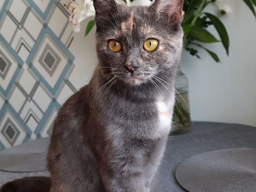 Кошка