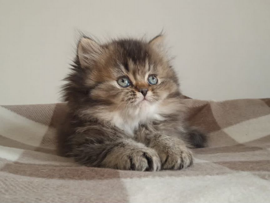 Британский котенок