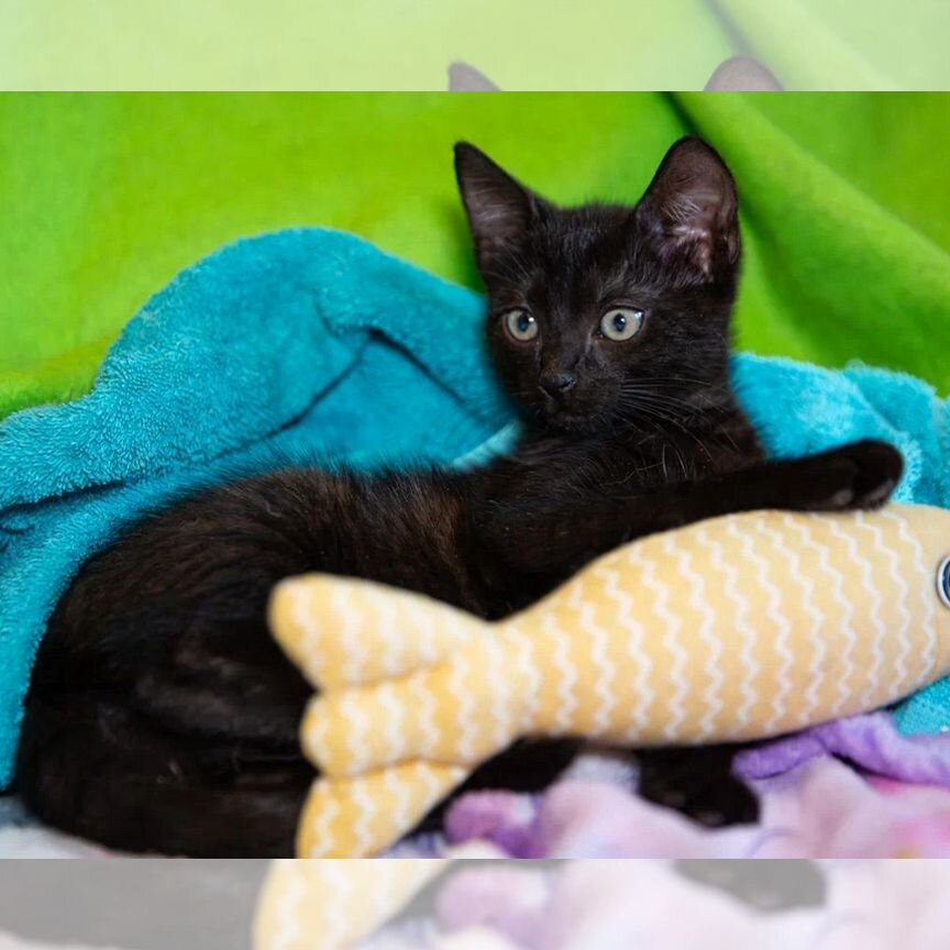 Котятки девочки ищут хозяев