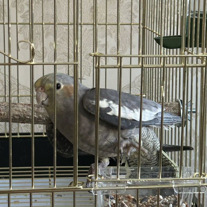 Попугай корелла с клеткой