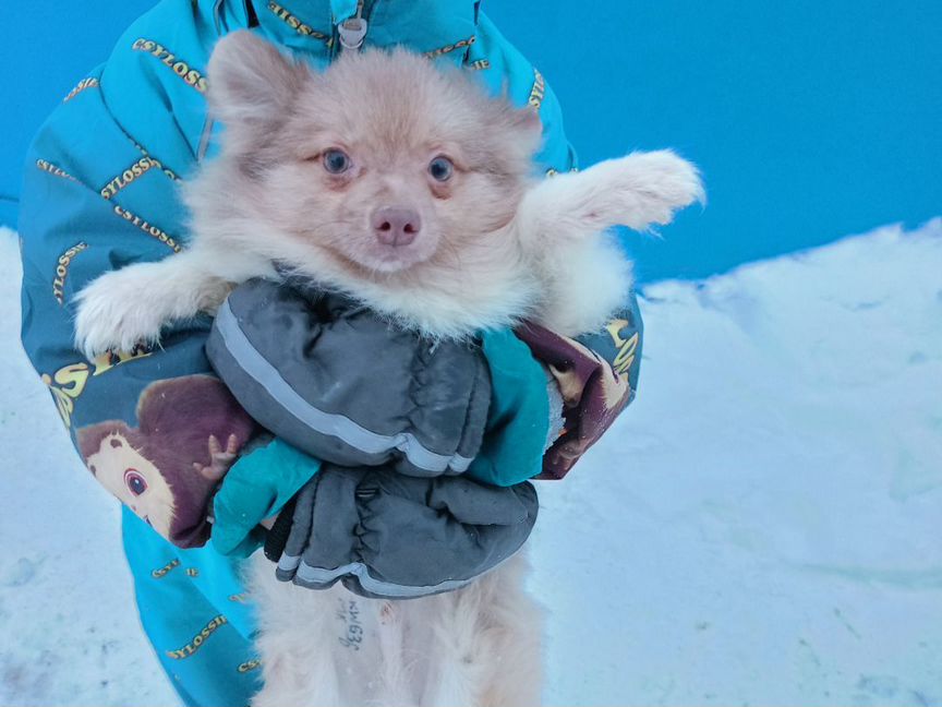 Мальчик шпиц 5 мес