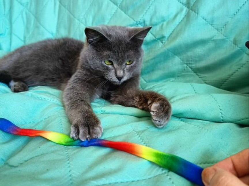 Подросток котенок