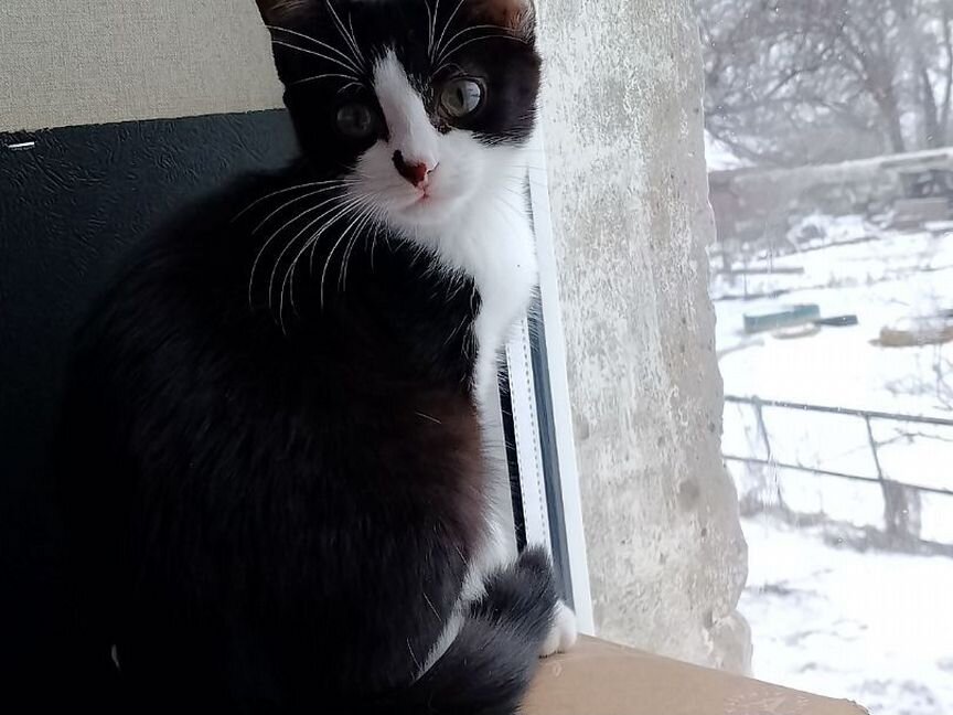 Кошка в дар бесплатно