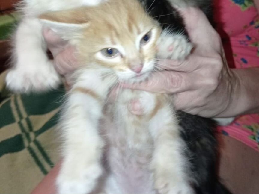 Котята 2мес рыжий кот бежевая и чёрная кошки