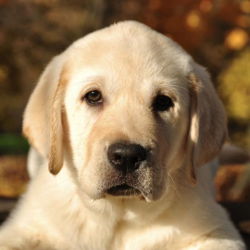 Щенки Лабрадора