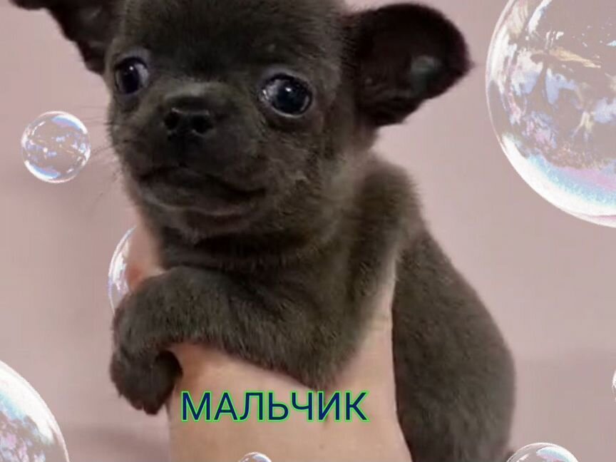 Чихуахуа лиловый мальчик