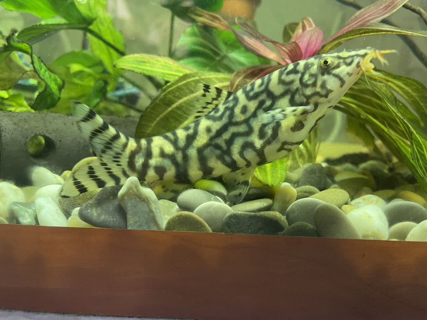 Рыбка Боция