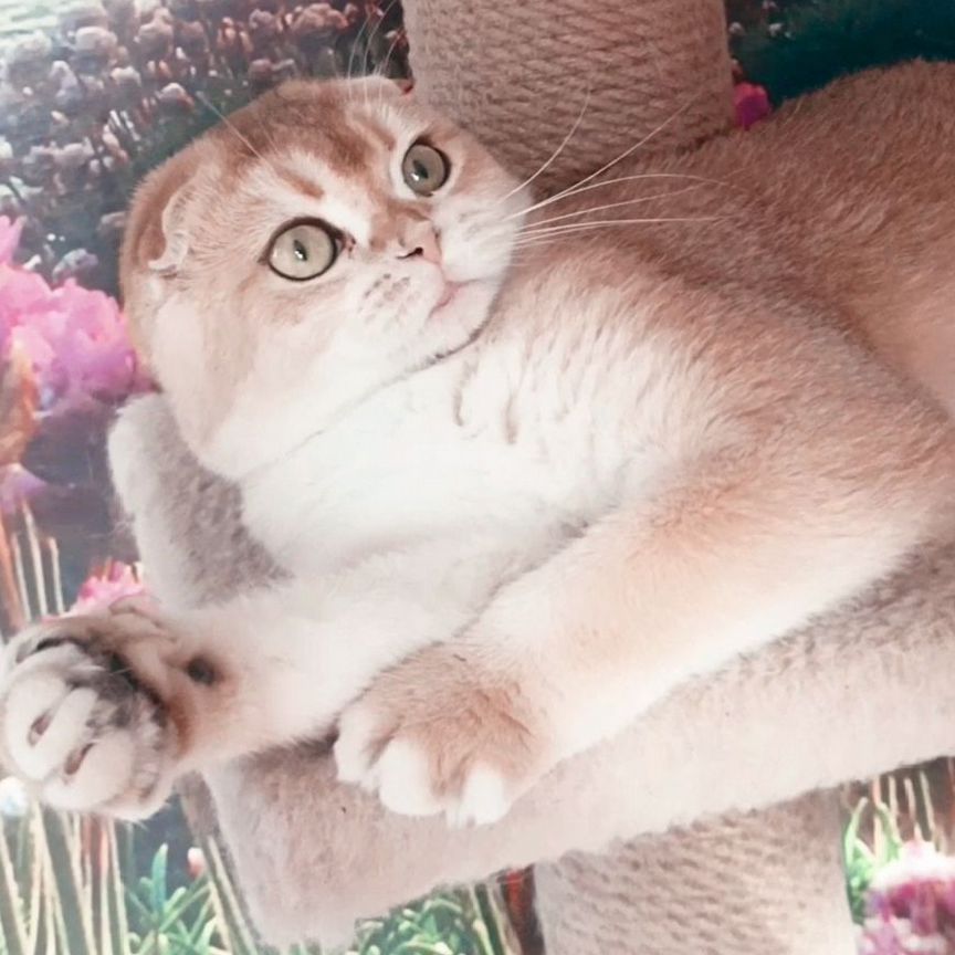 Шотландская вислоухая кошка