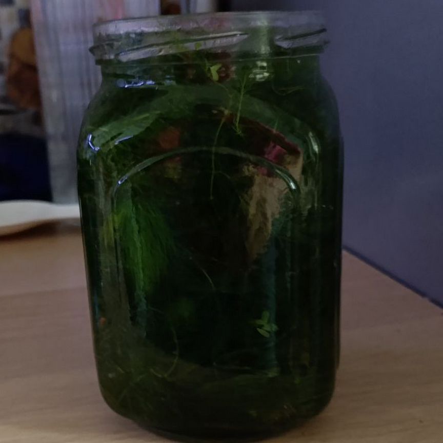 Продам водоросли