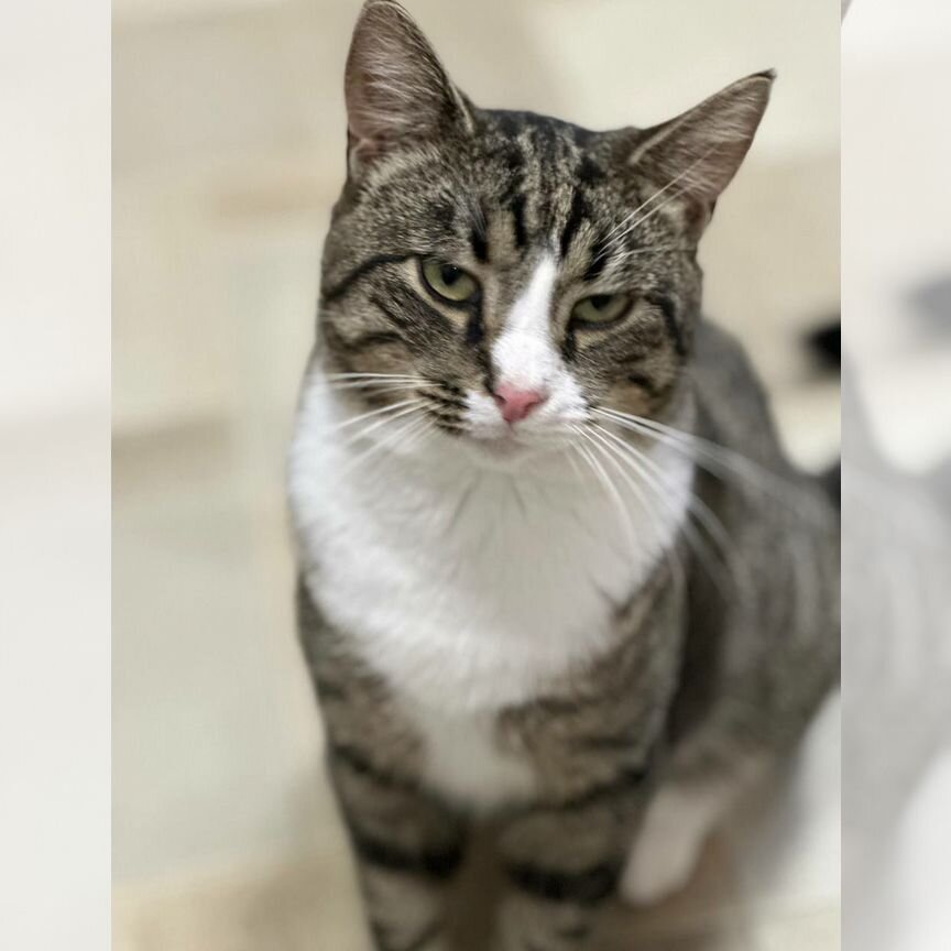 Взрослая кошка в добрые руки