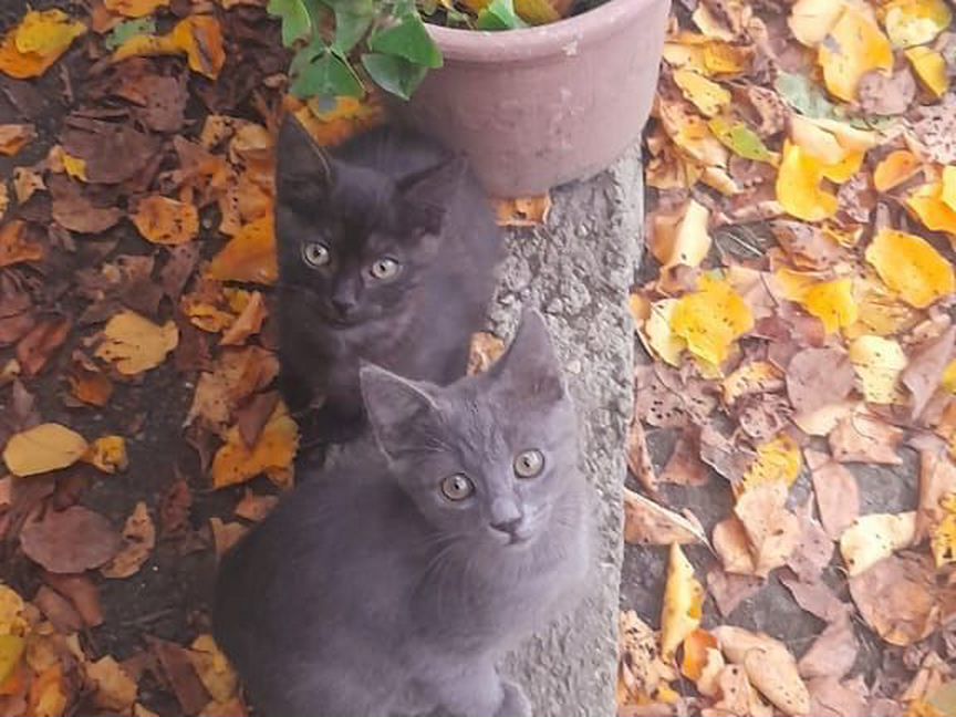 Отдам котят в хорошие руки