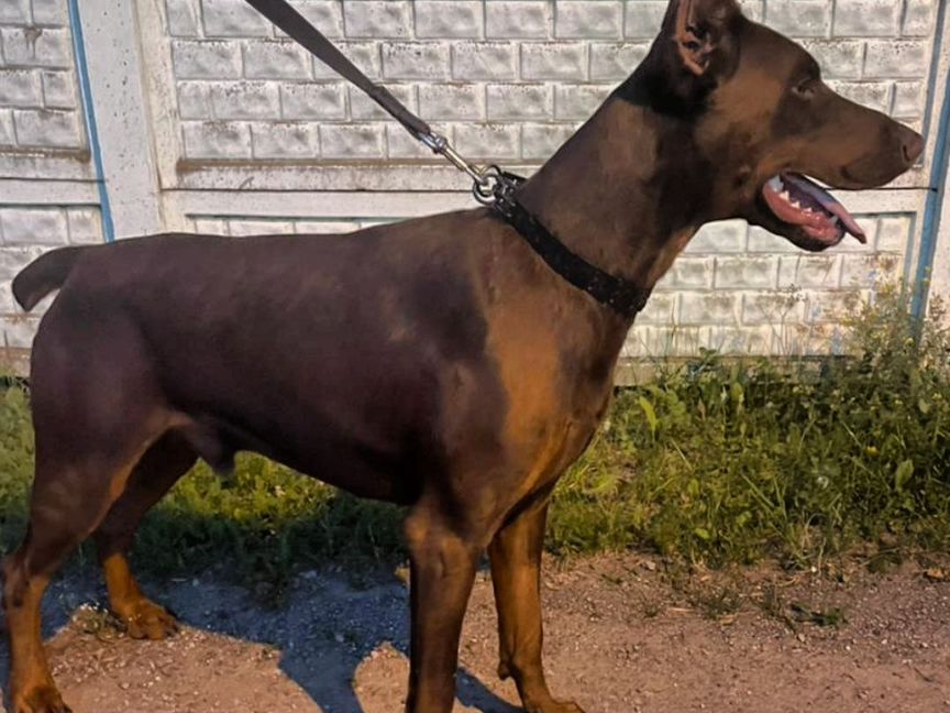 Доберман