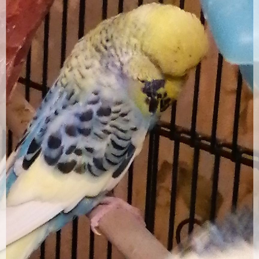 Волнистый попугай