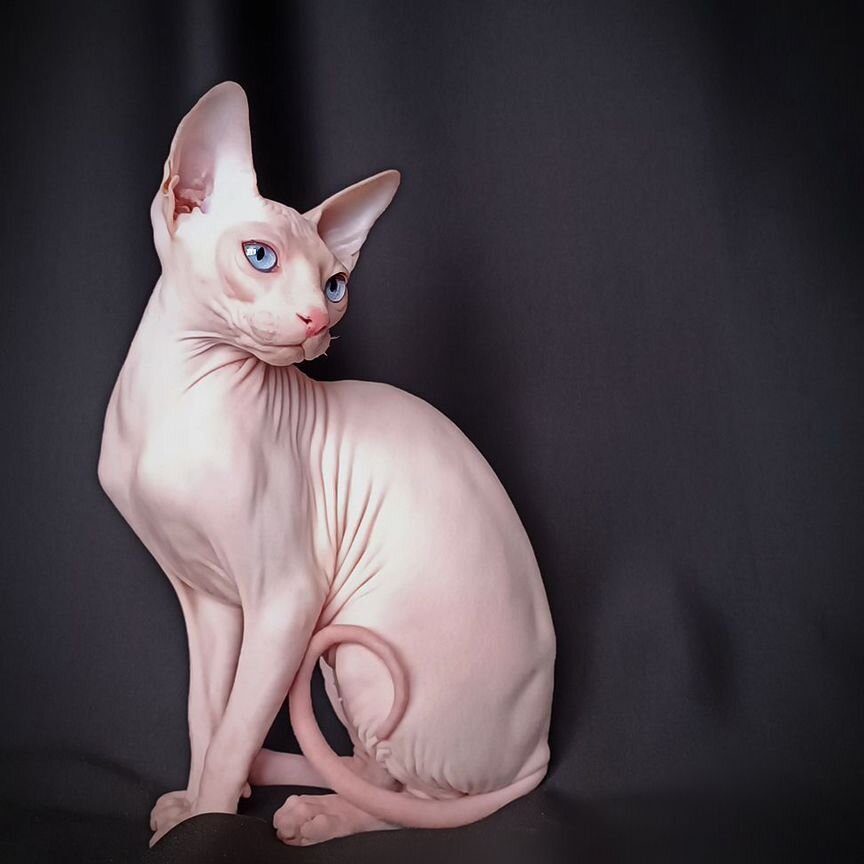 Канадский сфинкс