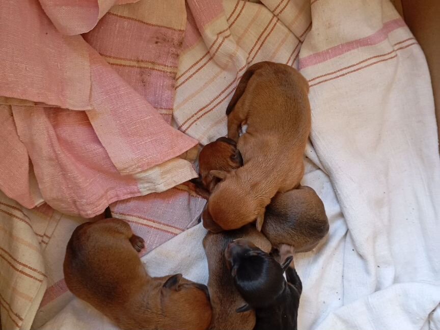 Щенки таксы