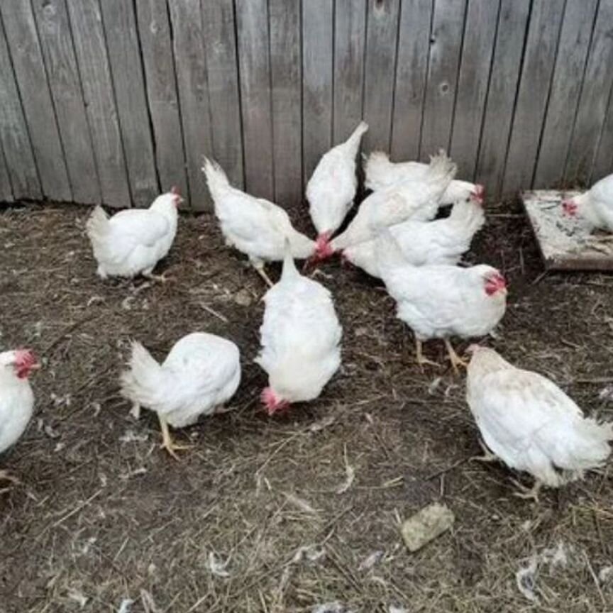 Куры несушки продам