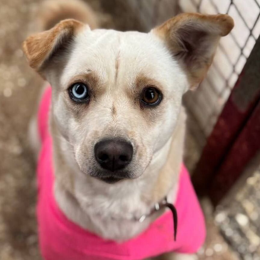 Взрослая собака в добрые руки