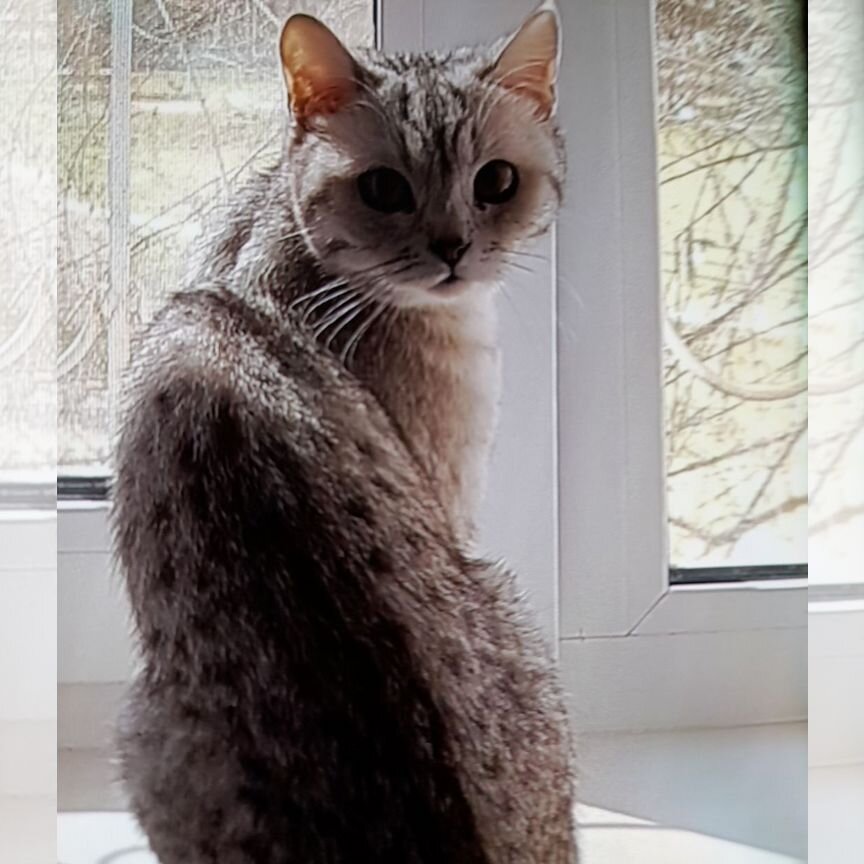 Шотландская кошечка прямоухая
