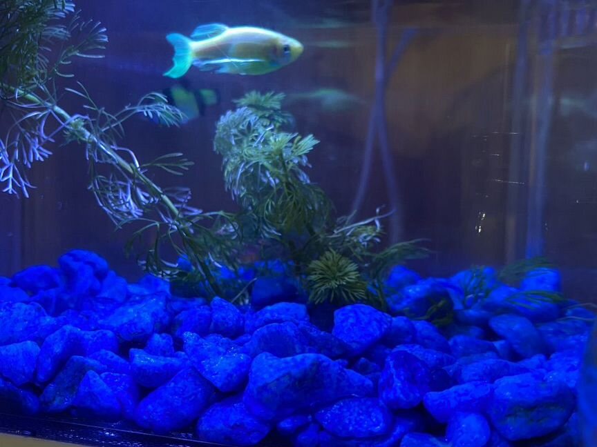 Данио и барбус